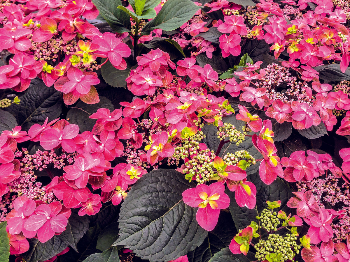Hydrangea serrata 'SMNMAKTSR' PP 28,672, CPBRAF | Tuff Stuff™ Red Moun ...