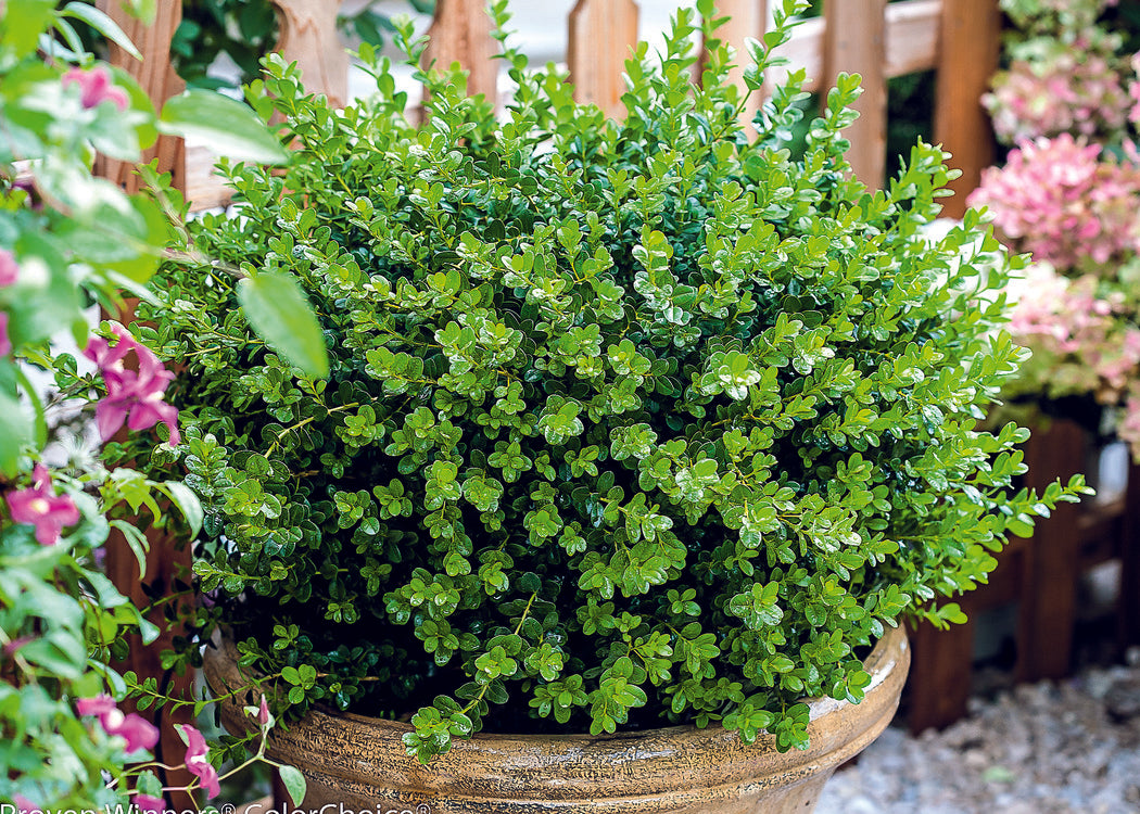 Buxus microphylla 'Bulthouse' PP 25,896, Can 5,282 | Sprinter® Boxwood ...