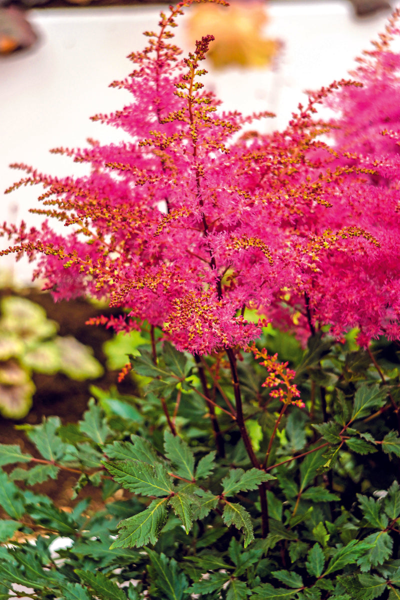 Astilbe 'Freya' | Freya Astilbe – Maple Leaf Home Gardens