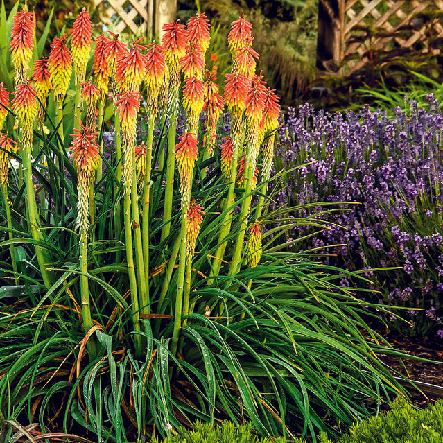 Kniphofia hirsuta 'Fire Dance' | Fire Dance Red Hot Poker – Maple Leaf ...