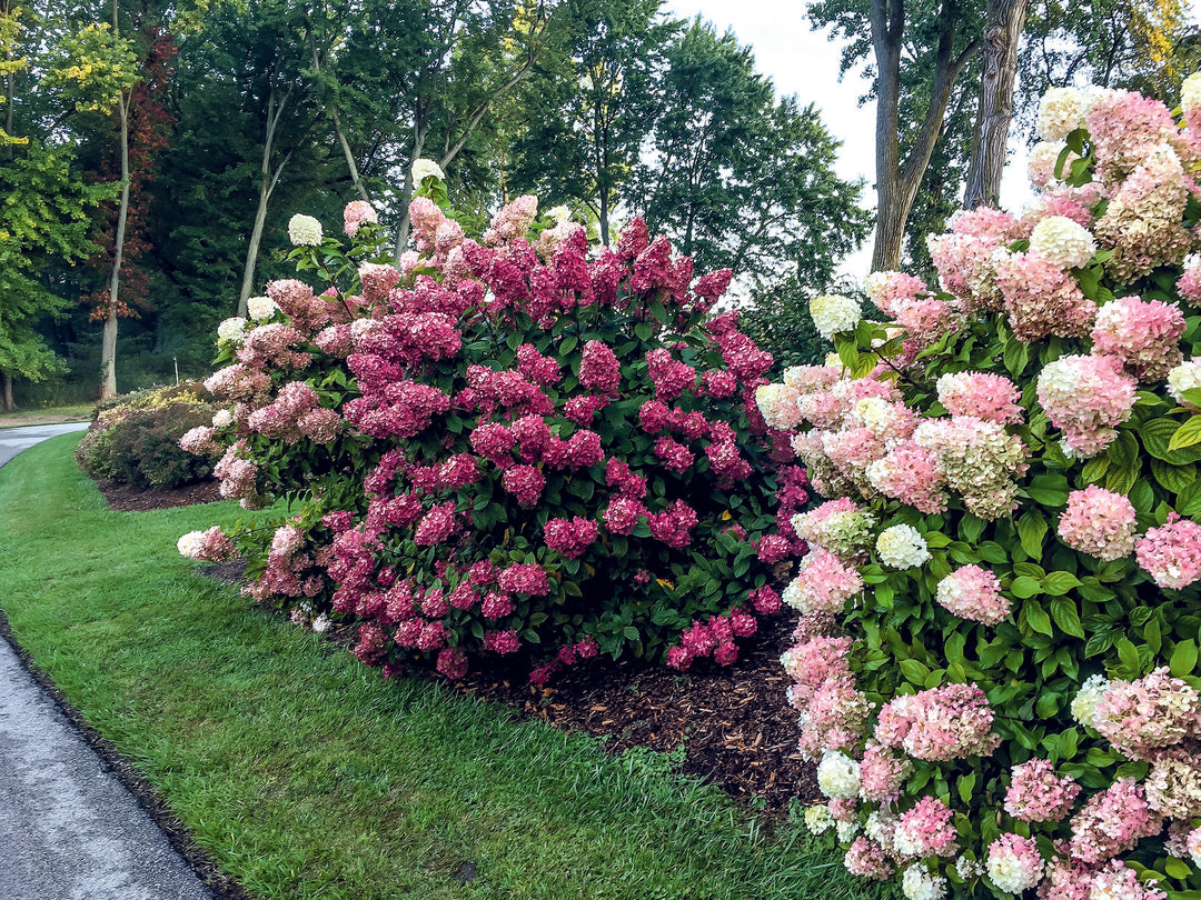 Hydrangea paniculata 'SMHPFL' PP 25,135, Can 5,160 | Fire Light® Panic ...