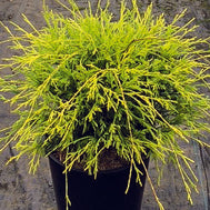 Chamaecyparis p.'Golden Mops' | Golden Mops Threadleaf False Cypress ...
