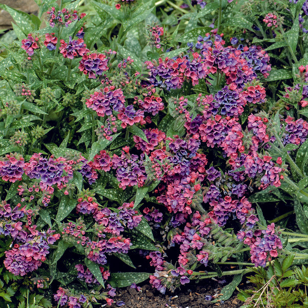 Pulmonaria 'Raspberry Splash' | Raspberry Splash Pulmonaria – Maple ...