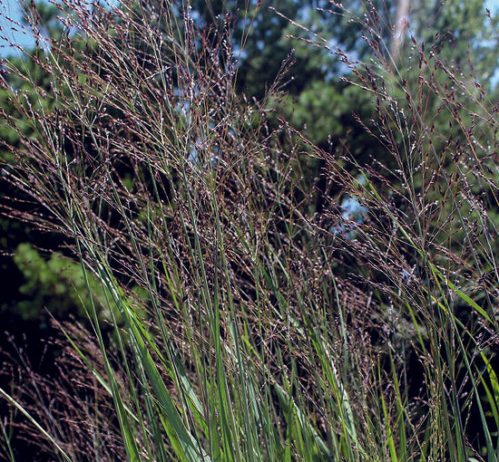 Panicum v. 'Purple Tears' | Purple Tears Panicum – Maple Leaf Home Gardens