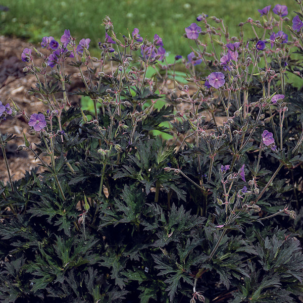 Geranium p. 'Boom Chocolatta' | Boom Chocolatta Hardy Geranium – Maple ...
