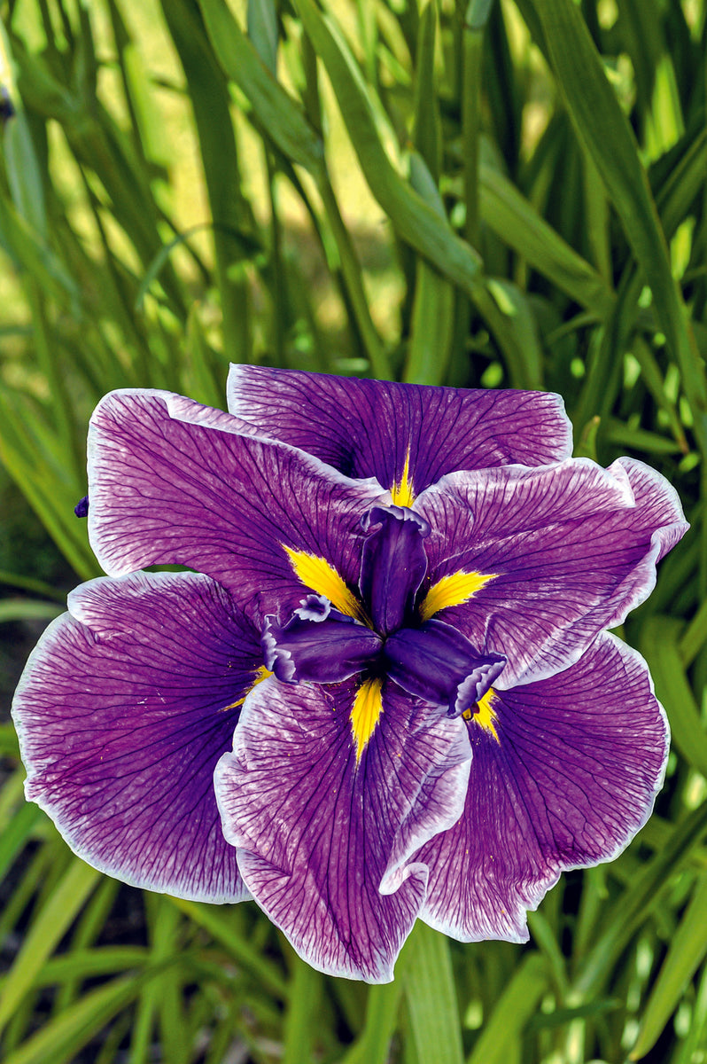 Iris ensata 'Crystal Halo' | Crystal Halo Japanese Iris – Maple Leaf ...